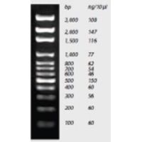 Labnet Enduro Molecular Weight Markers . Labnet Labware & Accessories.